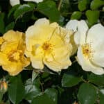 The Easy Bee-zy Knock Out® Rose Plant with Bright Yellow Blooms ...