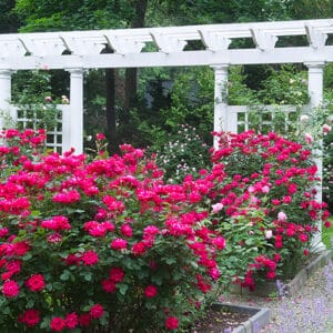The Double Knock Out® Rose Plant with Vibrant Cherry Red Blooms ...