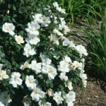 The White Knock Out® Rose Plant with Pure White Blooms – Plants Direct ...