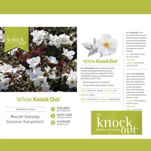 The White Knock Out® Rose Plant with Pure White Blooms – Plants Direct ...