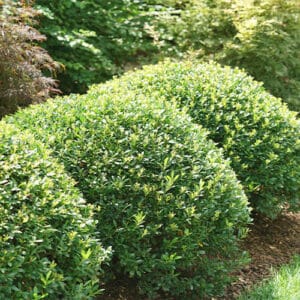 Compacta Holly (Ilex) Shrub 2.25 Gallon – Plants Direct To You