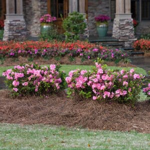 Encore Azalea Autumn Carnation Shrub – Plants Direct To You