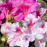 Encore Azalea Autumn Twist Shrub – Plants Direct To You