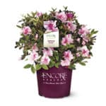Encore Azalea Autumn Twist Shrub – Plants Direct To You