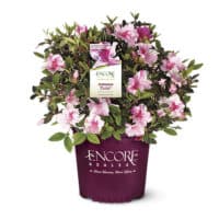 Encore Azalea Autumn Twist Shrub – Plants Direct To You