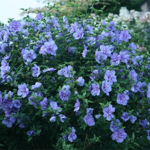 Proven Winners Blue Chiffon Hibiscus Shrub – Plants Direct To You