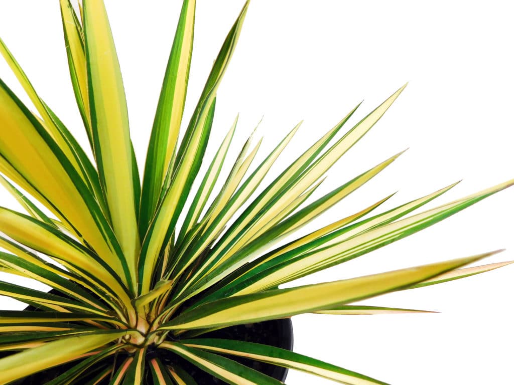 Color Guard Yucca Shrub 2.25 Gallon – Plants Direct To You