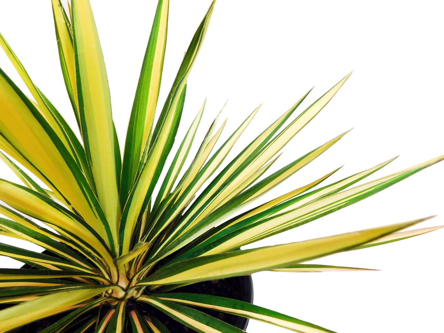 Color Guard Yucca Shrub 2.25 Gallon – Plants Direct To You