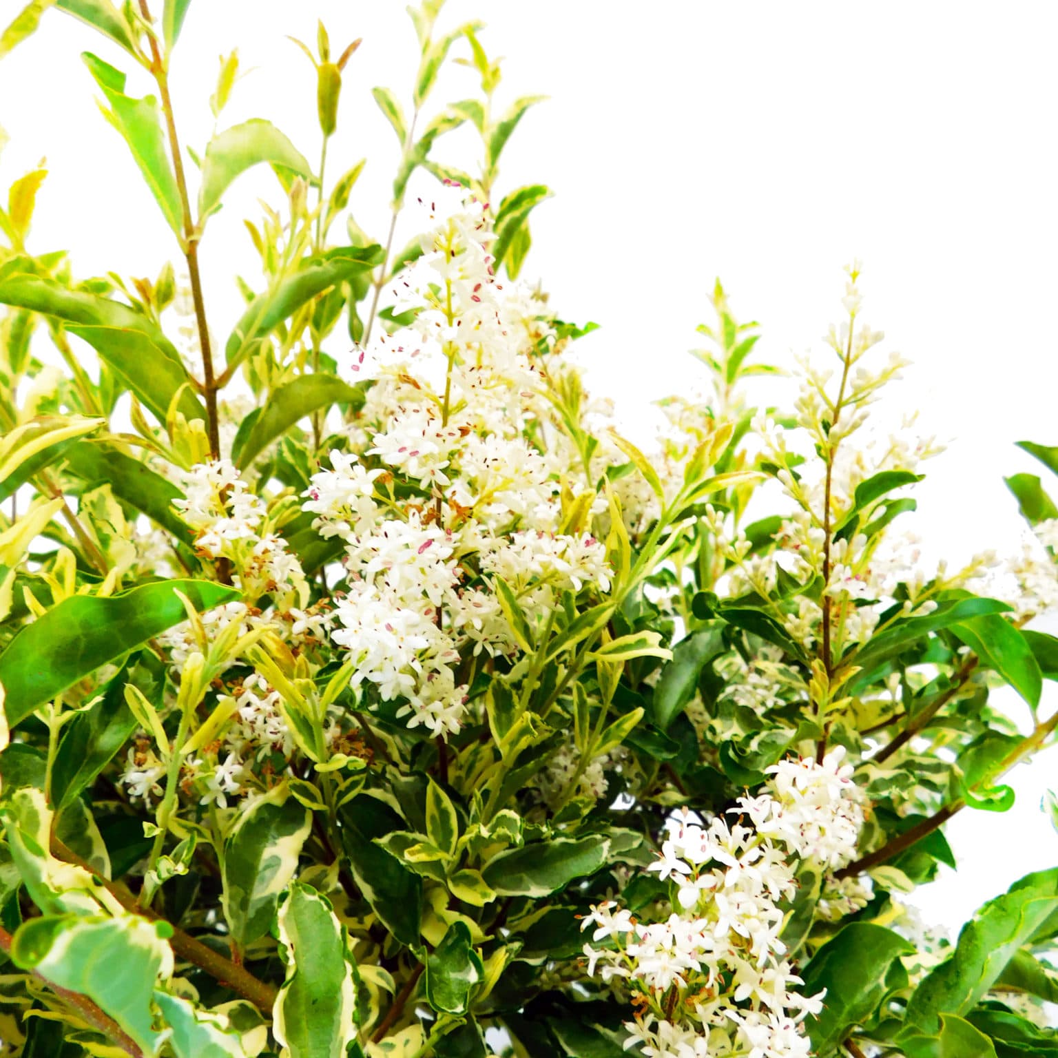 Ligustrum – Plants Direct To You