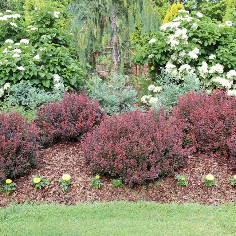 Proven Winners Barberry Sunjoy Mini Maroon Shrub (2 Gallon) – Plants ...