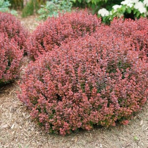 Proven Winners Barberry Sunjoy Mini Maroon Shrub (2 Gallon) – Plants ...