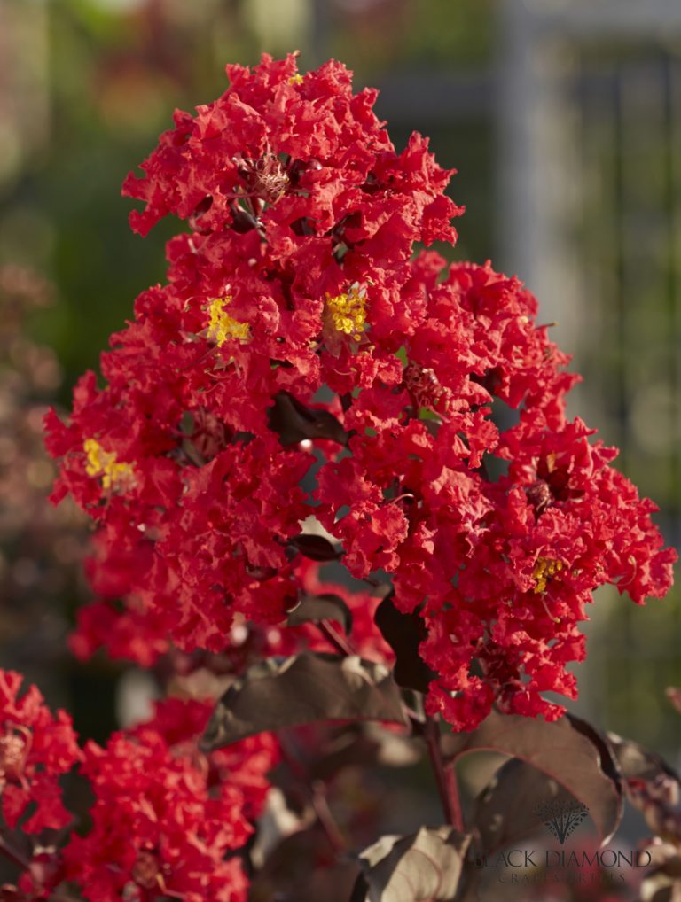 Black Diamond Best Red Crape Myrtle – Plants Direct To You