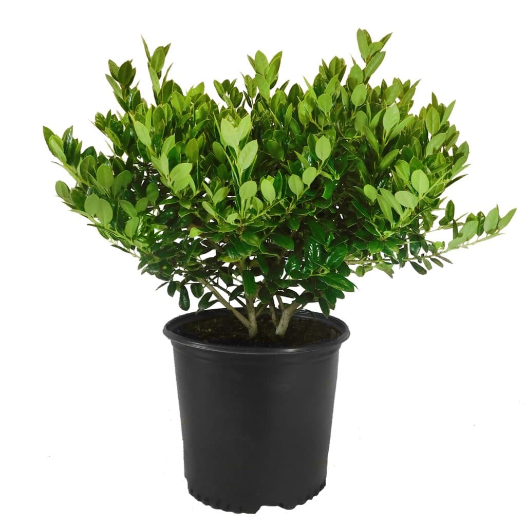 Dwarf Burford Holly (Ilex) Shrub – Plants Direct To You