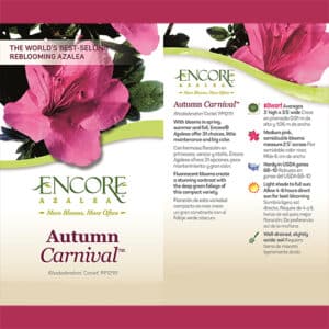 Encore Azalea Autumn Carnival Shrub (1 Gallon) – Plants Direct To You