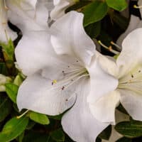 Encore Azalea Autumn Ivory Shrub – Plants Direct To You