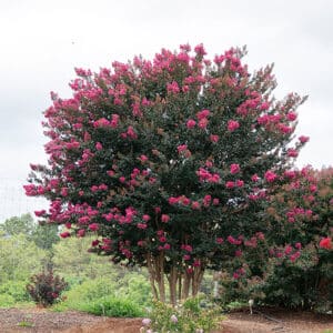 FIRST EDITIONS Plum Magic Crape Myrtle – Plants Direct To You