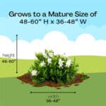 Gardenia Frostproof Shrub – Plants Direct To You