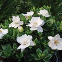 Gardenia Frostproof Shrub – Plants Direct To You