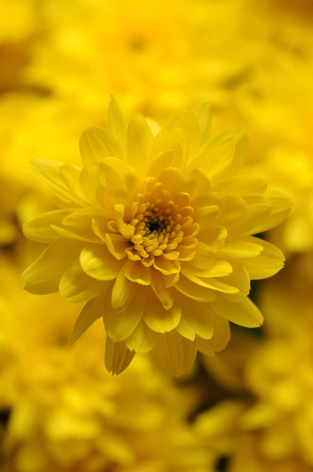 Chrysanthemum Yellow (Mum) Plant 3 Quart – Plants Direct To You