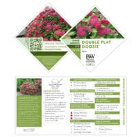Proven Winners Spirea Double Play Doozie Shrub (2 Gallon) – Plants ...