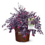 Southern Living Plant Collection Loropetalum Red Diamond Shrub – Plants ...