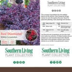 Southern Living Plant Collection Loropetalum Red Diamond Shrub – Plants ...