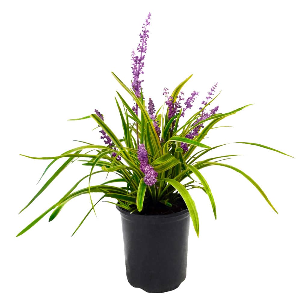 Liriope – Plants Direct To You