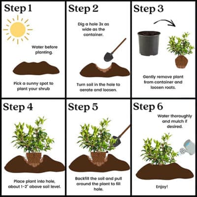 Chindo Viburnum Shrub – Plants Direct To You