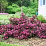 Proven Winners Weigela Spilled Wine Shrub (2 Gallon) – Plants Direct To You