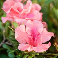 Encore Azalea Autumn Coral Shrub – Plants Direct To You