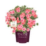 Encore Azalea Autumn Coral Shrub – Plants Direct To You