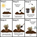 Azalea, Christina 2.25 Gallon – Plants Direct To You