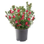 Azalea, Christina 2.25 Gallon – Plants Direct To You