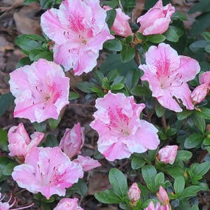 Azalea, Conversation Piece Pink 2.25 Gallon – Plants Direct To You