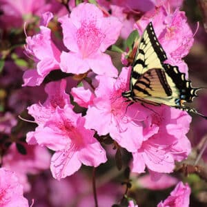 Azalea, Herbert (1 Gallon) – Plants Direct To You