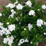 Gardenia Frostproof Shrub – Plants Direct To You