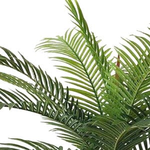Palm, Robellini – Plants Direct To You