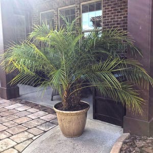 Palm, Robellini – Plants Direct To You
