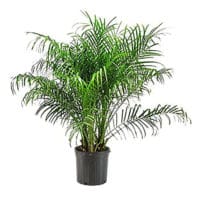 Palm, Robellini – Plants Direct To You