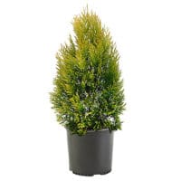 Forever Goldy Arborvitae Shrub (2.25 Gallon) – Plants Direct To You