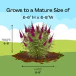 FIRST EDITIONS Buddleia Funky Fuchsia Shrub (2 Gallon) – Plants Direct ...
