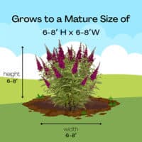 FIRST EDITIONS Buddleia Funky Fuchsia Shrub (2 Gallon) – Plants Direct ...
