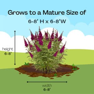 FIRST EDITIONS Buddleia Funky Fuchsia Shrub (2 Gallon) – Plants Direct ...