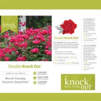 The Double Knock Out® Rose Plant with Vibrant Cherry Red Blooms ...