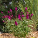 FIRST EDITIONS Buddleia Funky Fuchsia Shrub (2 Gallon) – Plants Direct ...
