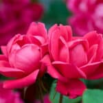 The Double Knock Out® Rose Plant with Vibrant Cherry Red Blooms ...