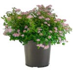 Little Princess Spirea Shrub 2.25 Gallon – Plants Direct To You