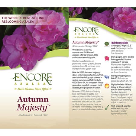 Encore Azalea Autumn Majesty Shrub (2 Gallon) – Plants Direct To You