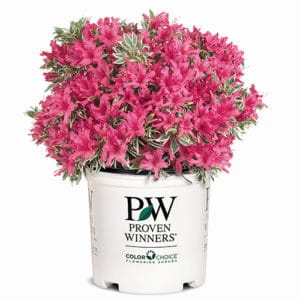 Specials – Plants Direct To You