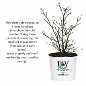 Proven Winners Rose At Last (2 Gallon) – Plants Direct To You